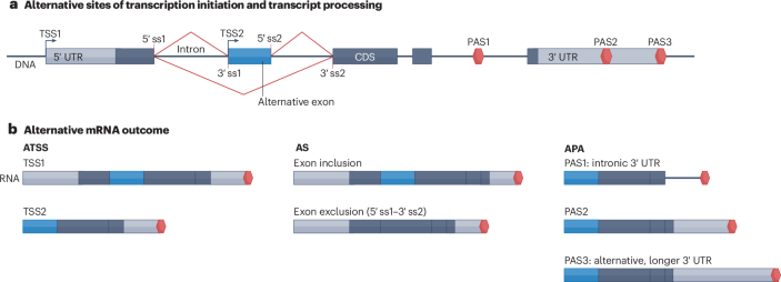Elucidating the coordination of RNA processing using short-read and ...