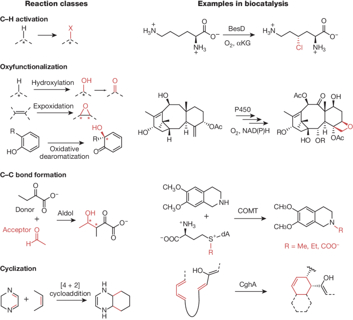 Expanding chemistry through in vitro and in vivo biocatalysis | Nature