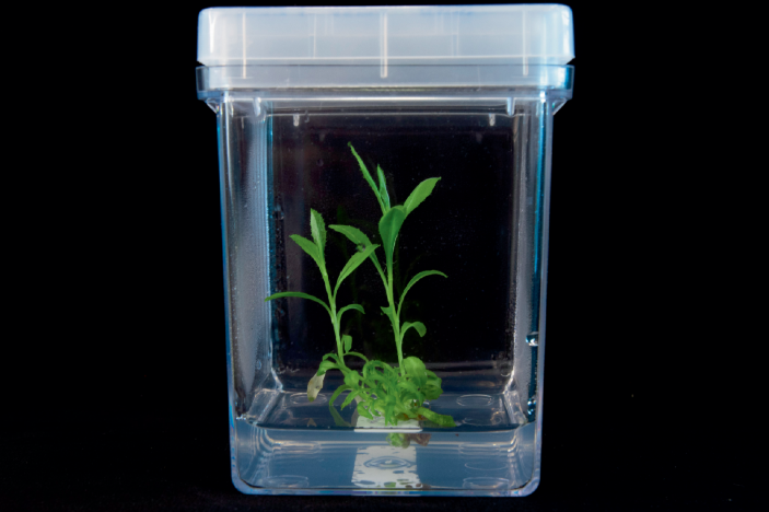 Wildflowers soak up nickel from toxic soil | Nature Biotechnology