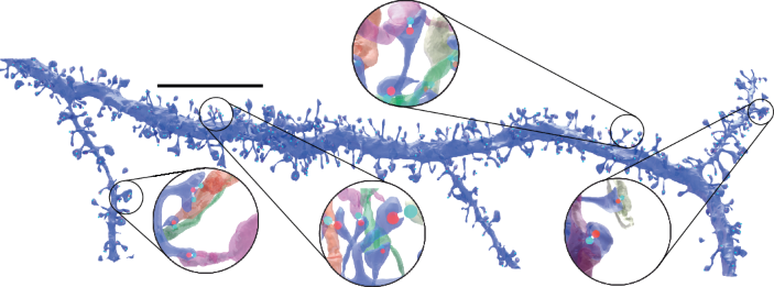 Light-microscopy-based connectomics | Nature Methods