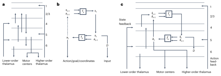 A sensory–motor theory of the neocortex | Nature Neuroscience