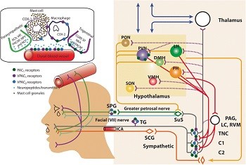 Pituitary adenylate cyclase activating peptide (PACAP) - an emerging ...