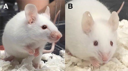 Animal models in headache research