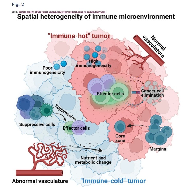 Tumor microenvironment and immunotherapy