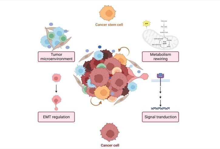 Signaling, Cancer Cell Plasticity, and Intratumor Heterogeneity