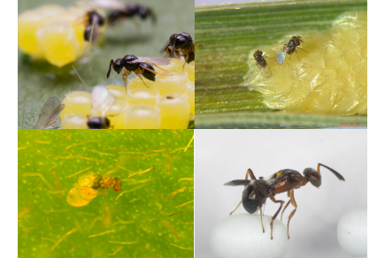 Recent advances on egg parasitoids of agricultural insect pests