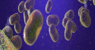 One health approaches to control zoonotic viral diseases