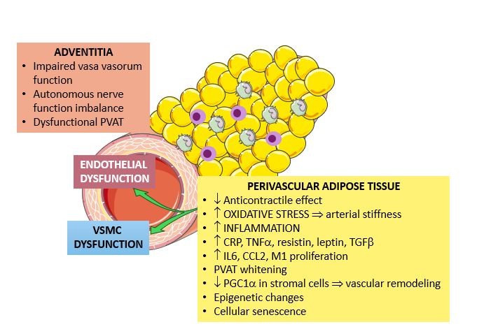 Perivascular adipose tissue: friend or foe in cardiometabolic disorders