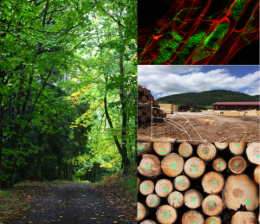 Collections | Annals of Forest Science