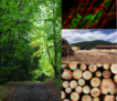 Home page | Annals of Forest Science