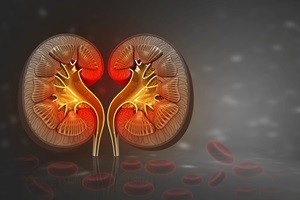 Immune system regulation in the kidneys