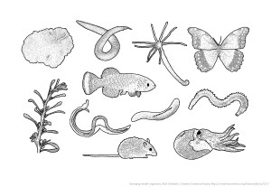 Call for papers - Non-traditional model organisms