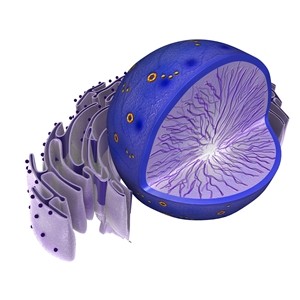 The three dimensional organization of the nucleus