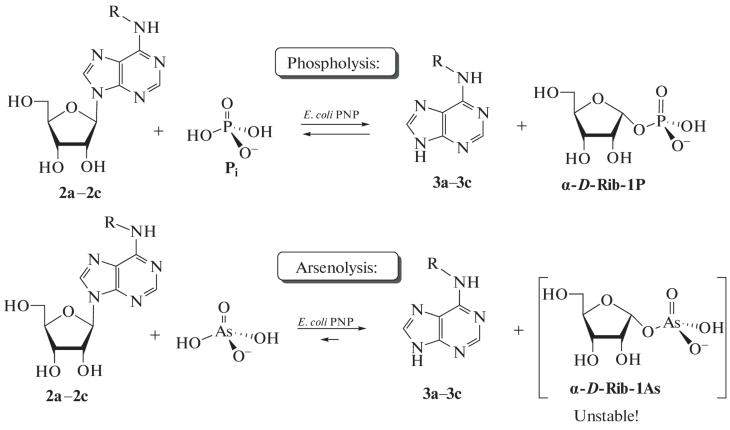 Substrate Specificity of E. coli Purine Nucleoside Phosphorylase in ...