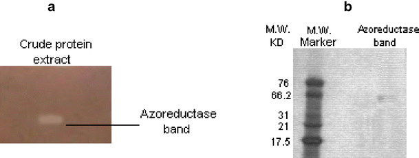 Azoreductase and dye detoxification activities of Bacillus velezensis ...
