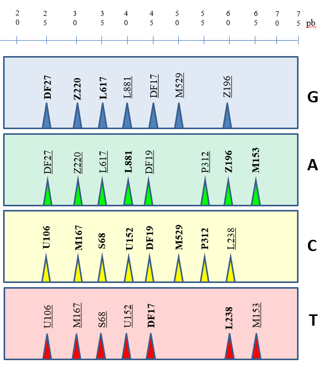 Effective resolution of the Y chromosome sublineages of the Iberian ...