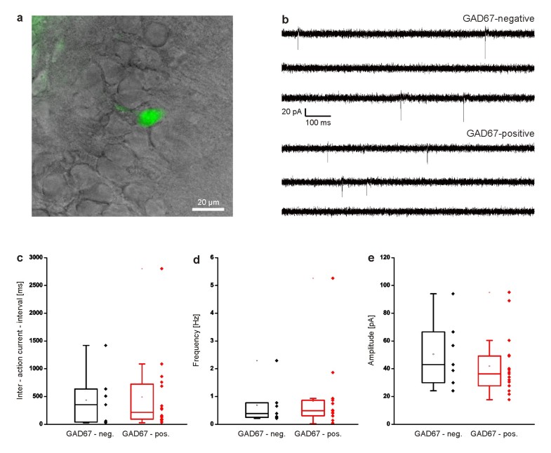 Single-cell juxtacellular transfection and recording technique ...