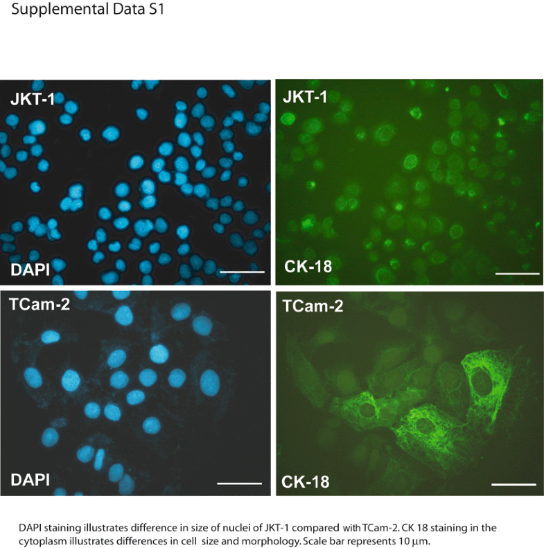 TCam-2 but not JKT-1 cells resemble seminoma in cell culture | SpringerLink