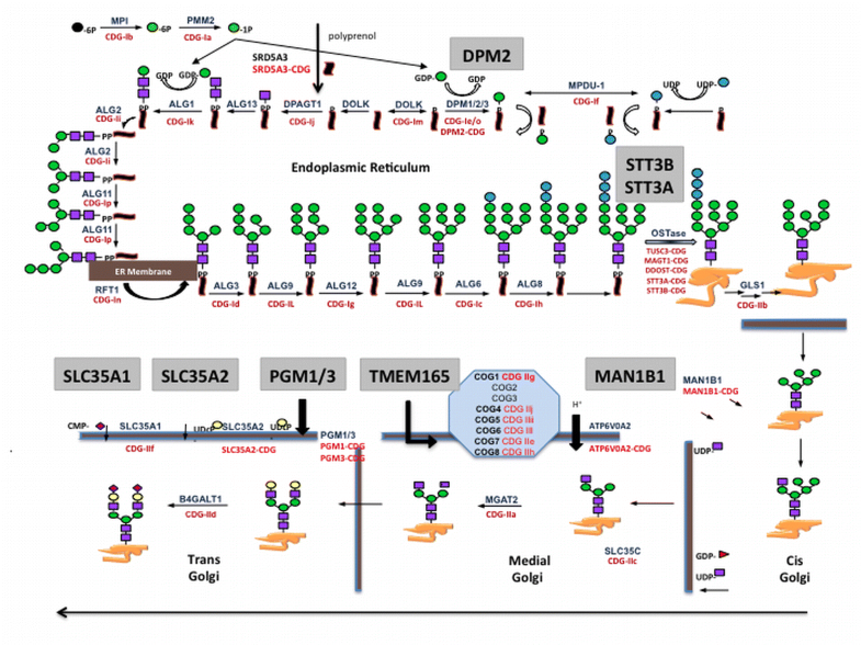 Congenital disorders of glycosylation: new defects and still counting ...