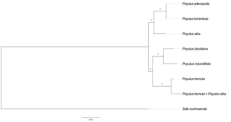 Comparative genomic and phylogenetic analyses of Populus section Leuce ...