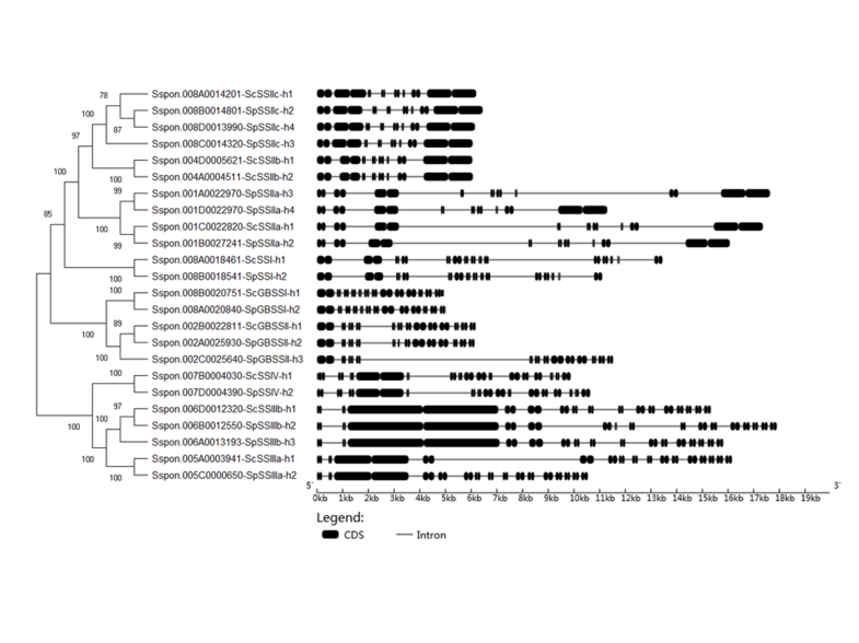Evolution and Expression Analysis of Starch Synthase Gene Families in ...