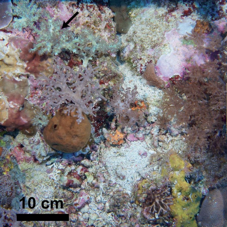 A new association between goblet worms (Entoprocta) and xeniid corals ...