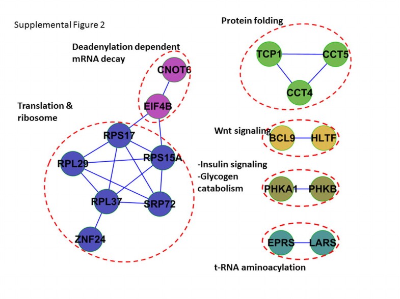 High alpha-methylacyl-CoA racemase (AMACR) is associated with ERG ...