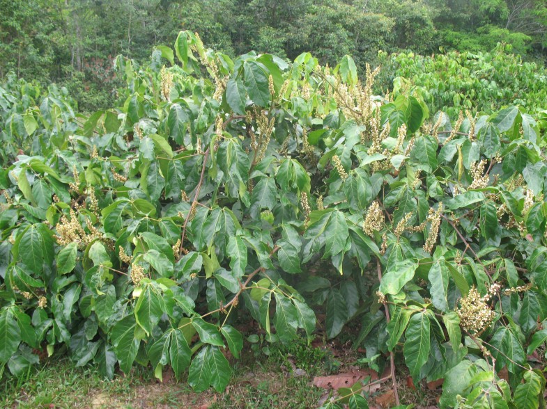 A scientific note on new insights in the pollination of guarana ...