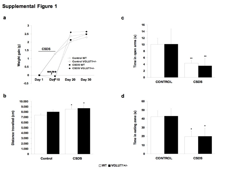 Chronic social defeat stress model: behavioral features, antidepressant ...