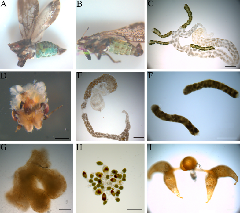 Distribution and Variation of Bacterial Endosymbiont and “ Candidatus ...