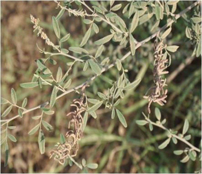 Antimalarial and antioxidant activities of Indigofera oblongifolia on ...