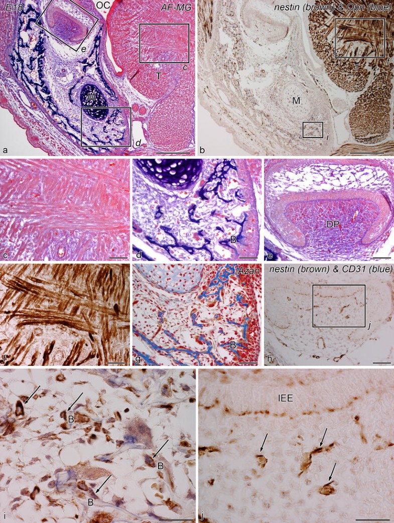 The relationship between cell proliferation and differentiation and ...