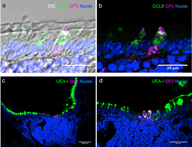 RANKL regulates differentiation of microfold cells in mouse nasopharynx ...