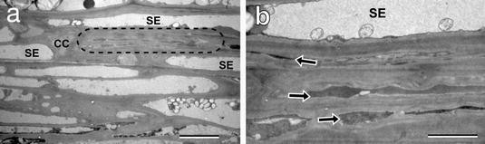 Callose deposition in the phloem plasmodesmata and inhibition of phloem ...