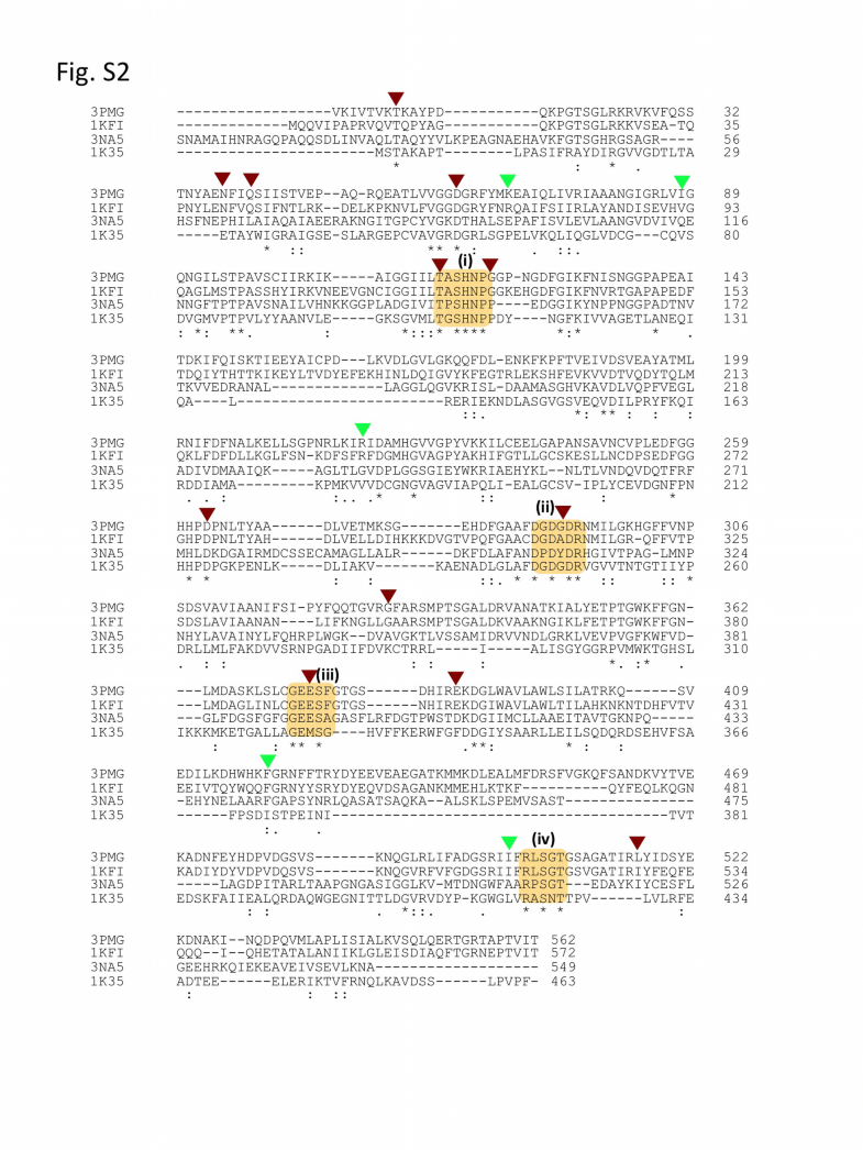 Mutations in hereditary phosphoglucomutase 1 deficiency map to key ...