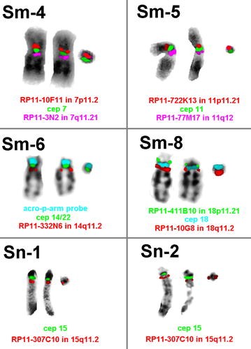 Human ring chromosomes and small supernumerary marker chromosomes—do ...