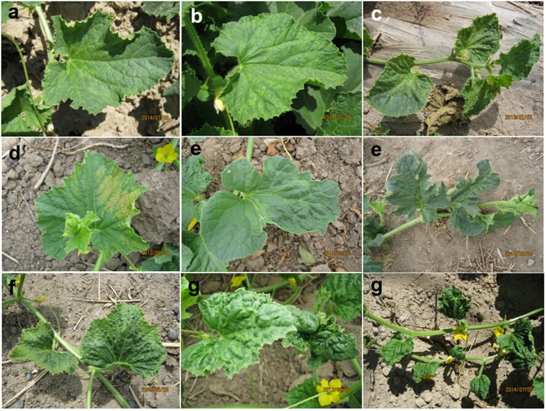 Occurrence of viruses infecting melon in Xinjiang of China and ...