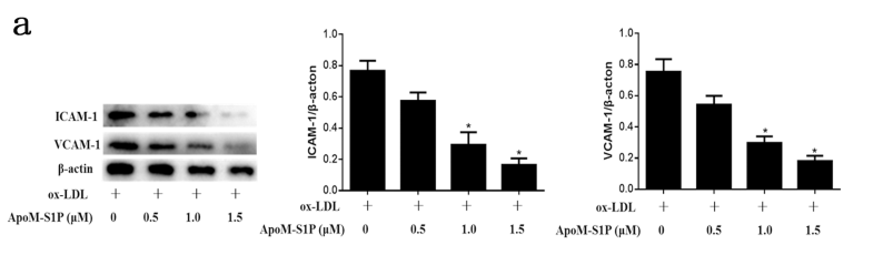 ApoM-S1P Modulates Ox-LDL-Induced Inflammation Through the PI3K/Akt ...