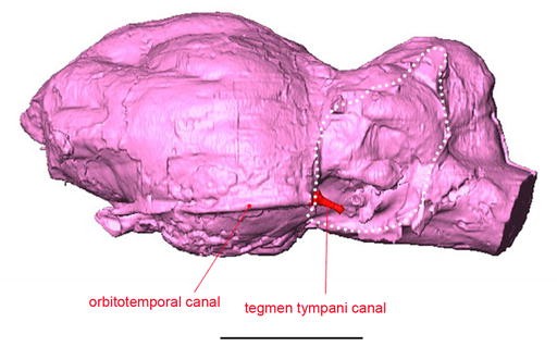 Comparative Anatomy of the Petrosal Bone of Dichobunoids, Early Members ...