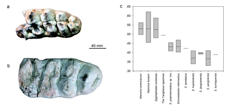 The Oldest Cranium of Sinomastodon (Proboscidea, Gomphotheriidae ...