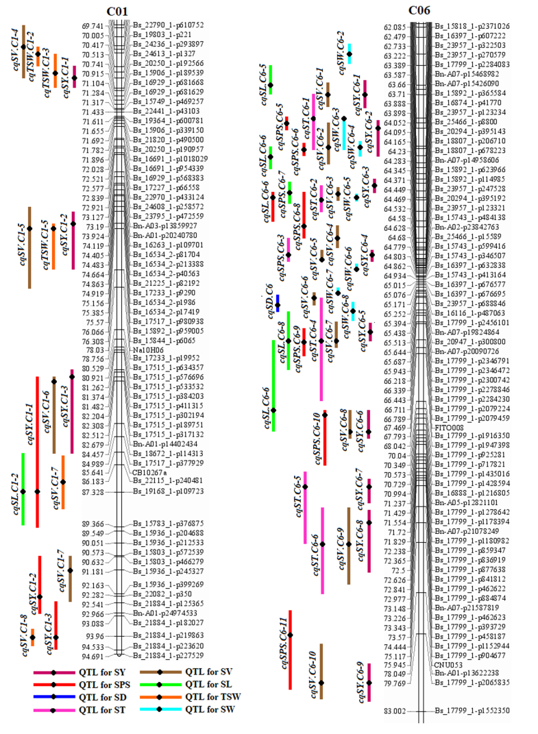 Genome-wide identification of silique-related traits based on high ...