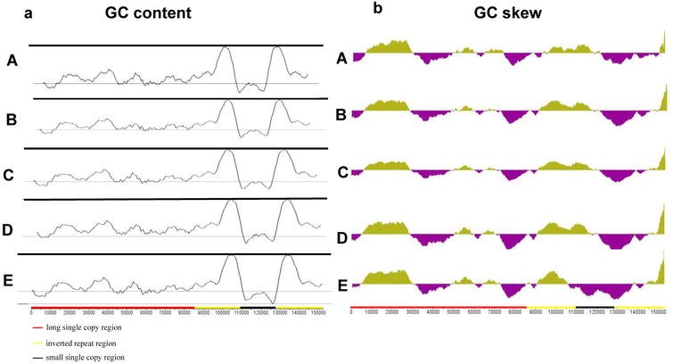 Comparative analysis of codon usage patterns in chloroplast genomes of the Asteraceae family ...