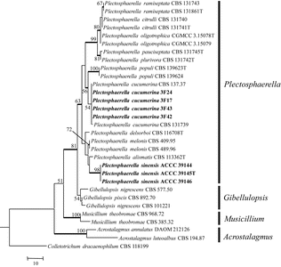 Phylogenetic analysis of Plectosphaerella species based on multi-locus ...