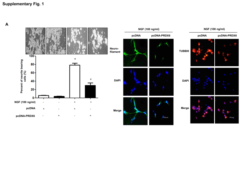 PRDX6 Inhibits Neurogenesis through Downregulation of WDFY1-Mediated ...