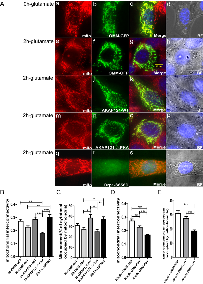 Neuroprotective Mitochondrial Remodeling by AKAP121/PKA Protects HT22 Cell from Glutamate ...