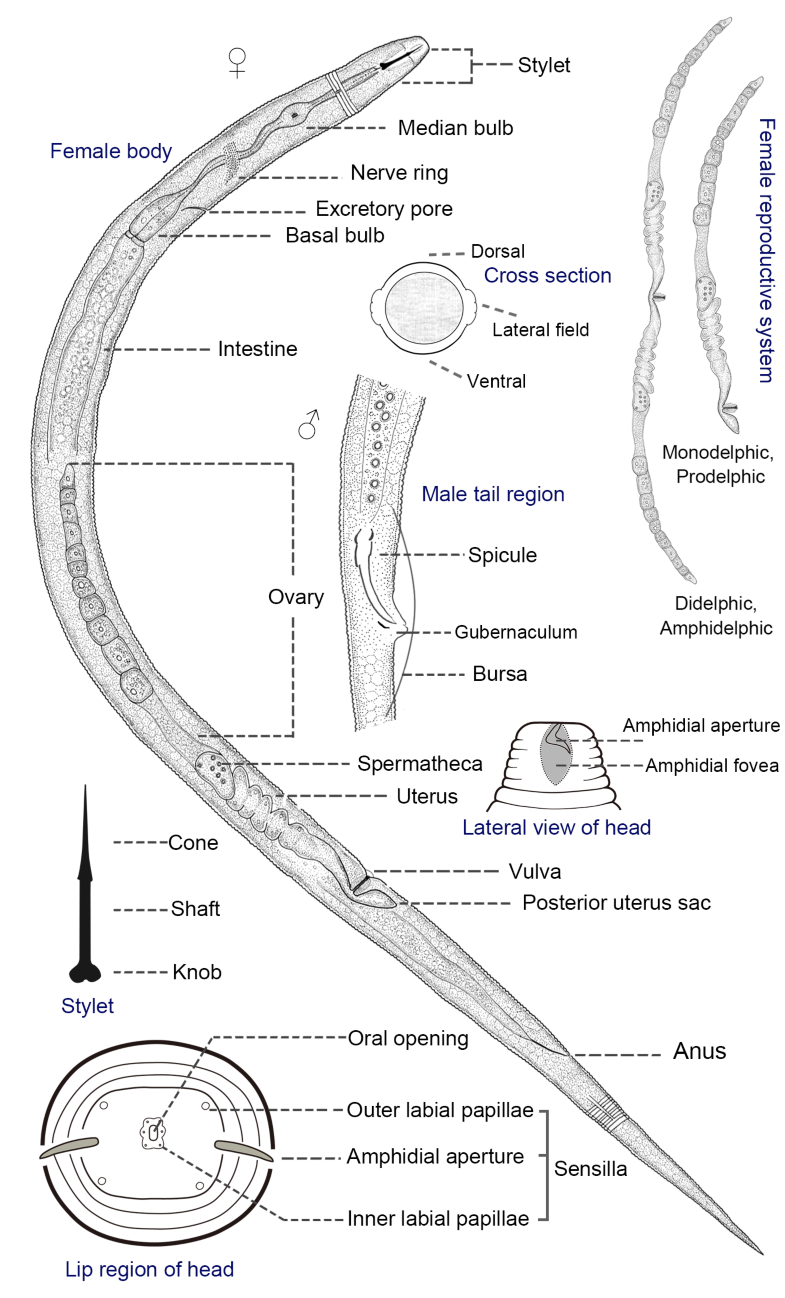 Family Tylenchidae (Nematoda): an overview and perspectives | SpringerLink