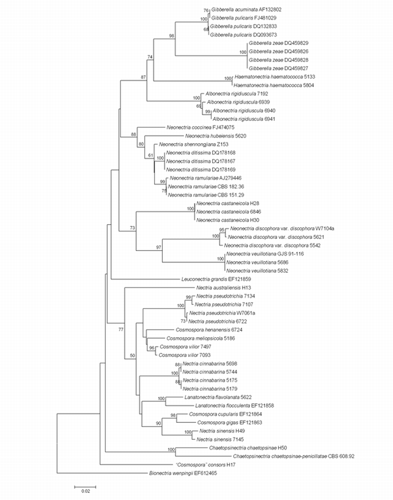 Practice towards DNA barcoding of the nectriaceous fungi | SpringerLink