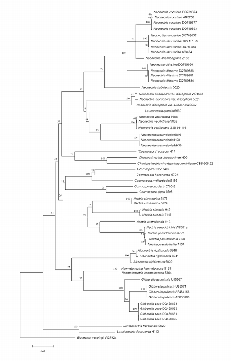 Practice towards DNA barcoding of the nectriaceous fungi | SpringerLink