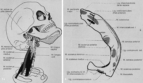 Techniek voor onderzoek van de eerste rib | SpringerLink