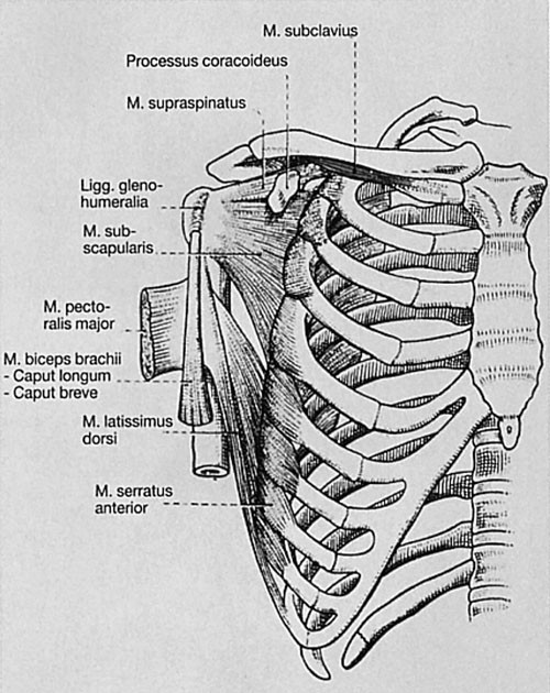Techniek voor onderzoek van de eerste rib | SpringerLink